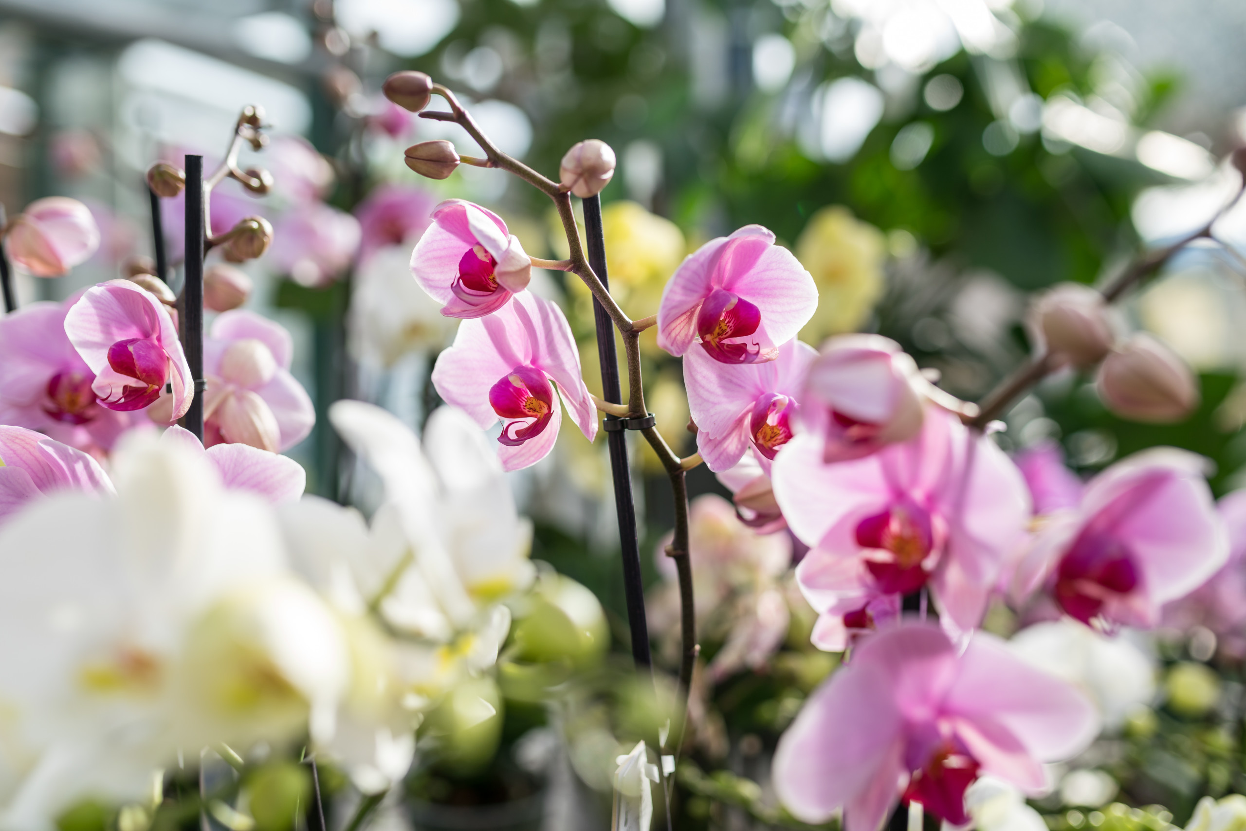 Pflanzen – Gärtnerei Blumen + Pflanzen Vatter